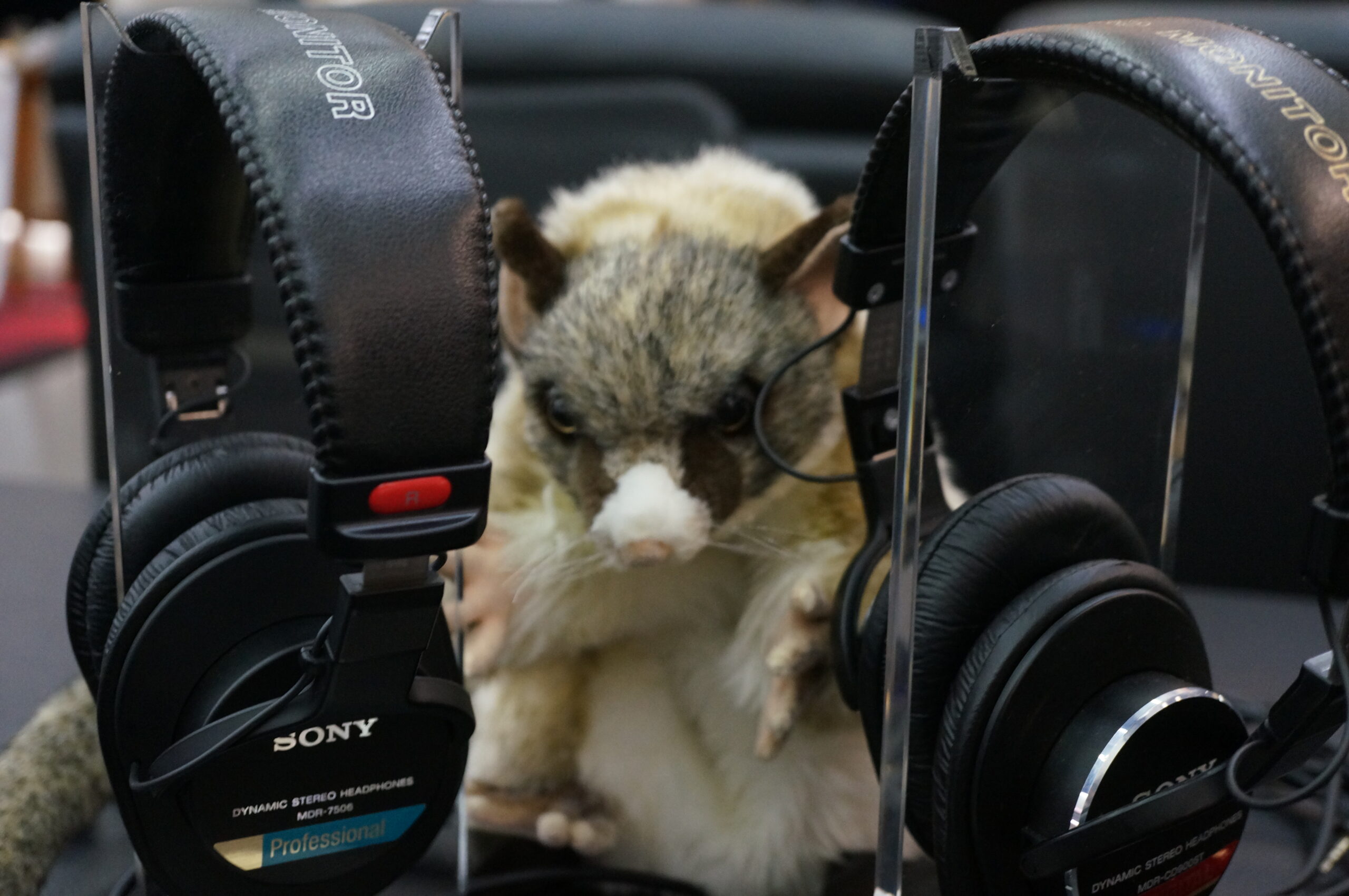 音を聴くヘッドホン - STACC MORIKAWA - 長野県塩尻市のソニーショップ